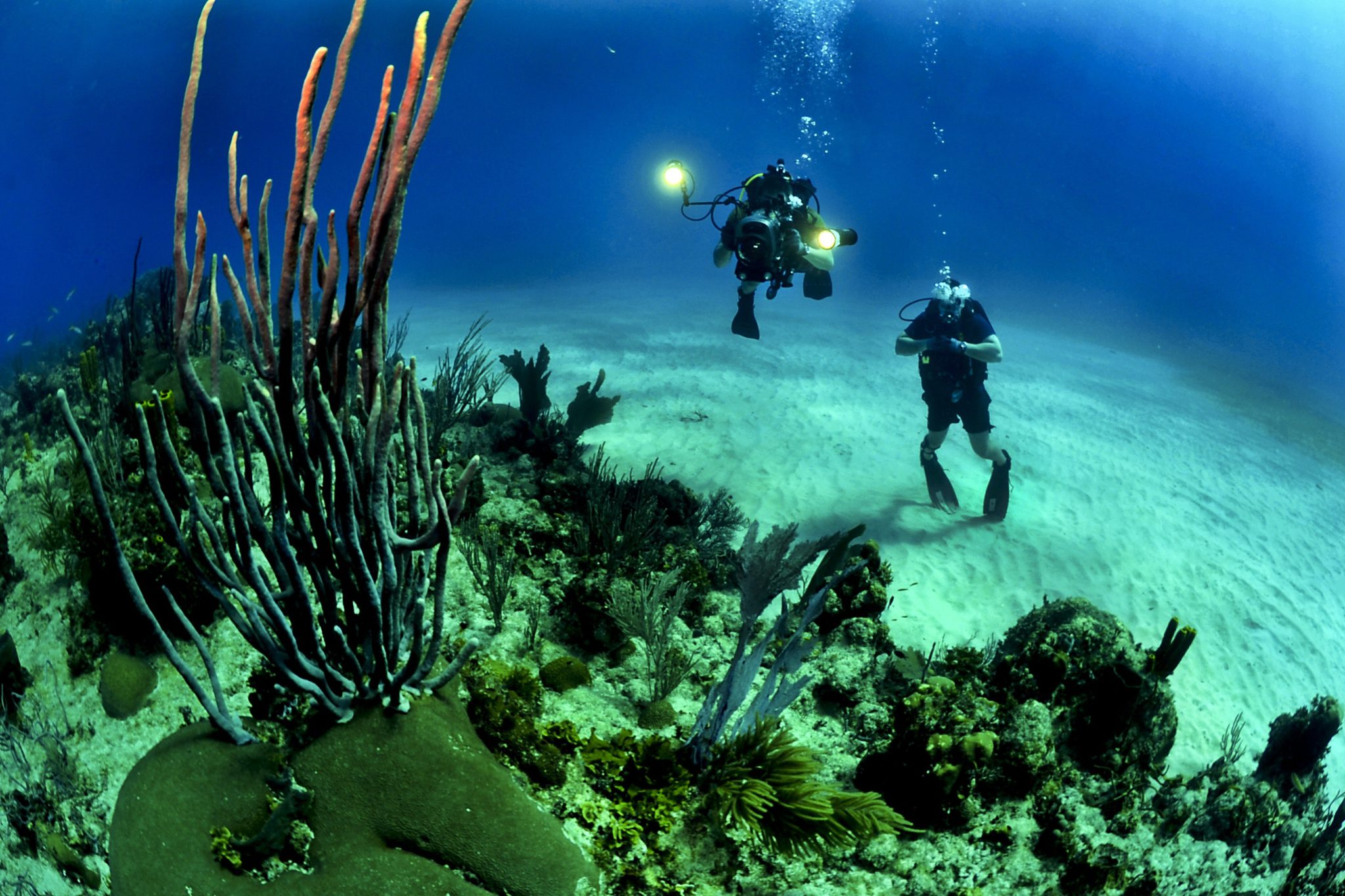 Diving Adalah: Definisi, Teknik Dasar, Jenis, Peralatan, dan ...