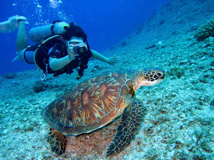 Diving Adalah: Definisi, Teknik Dasar, Jenis, Peralatan, dan ...
