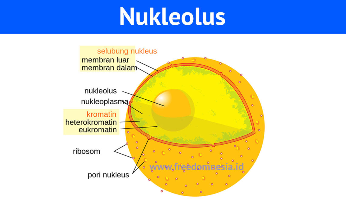 Pengertian dan Fungsi Nukleus Pada Tumbuhan – Gramedia Literasi