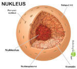 Pengertian dan Fungsi Nukleus Pada Tumbuhan – Gramedia Literasi