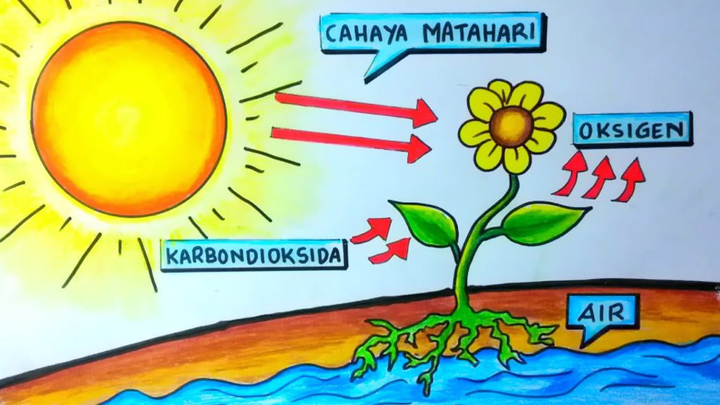 Mengetahui Proses Fotosintesis pada Tumbuhan Serta Faktor yang ...