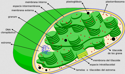Fungsi Plastida dalam Proses Fotosintesis serta Struktur dan Jenisnya ...