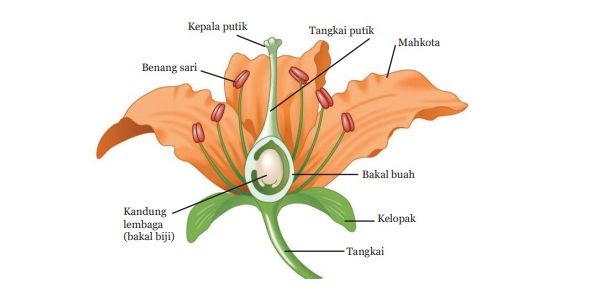 Mengetahui Fungsi Kepala Putik pada Bunga dan Organ Bunga Lainnya ...