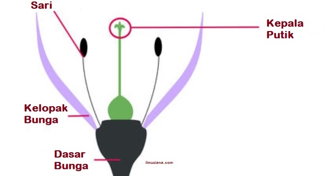 Mengetahui Fungsi Kepala Putik pada Bunga dan Organ Bunga Lainnya ...