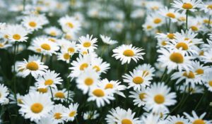 Mengetahui Fungsi Kepala Putik pada Bunga dan Organ Bunga Lainnya ...