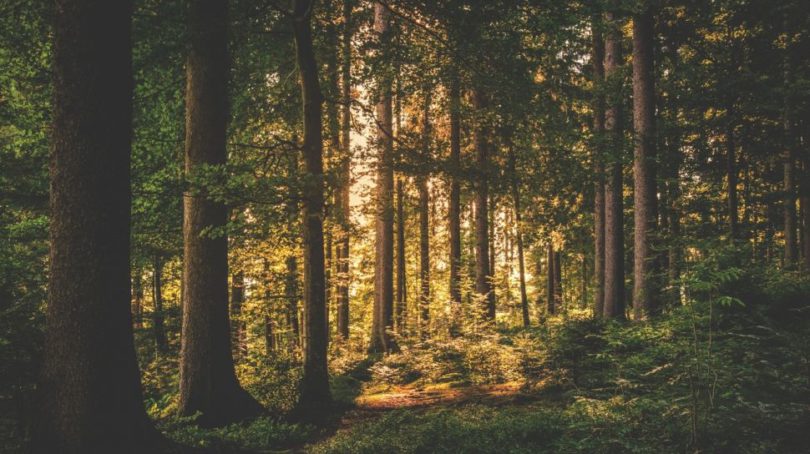 Mengenal Jenis Hutan di Indonesia Beserta Ciri-Cirinya – Gramedia Literasi