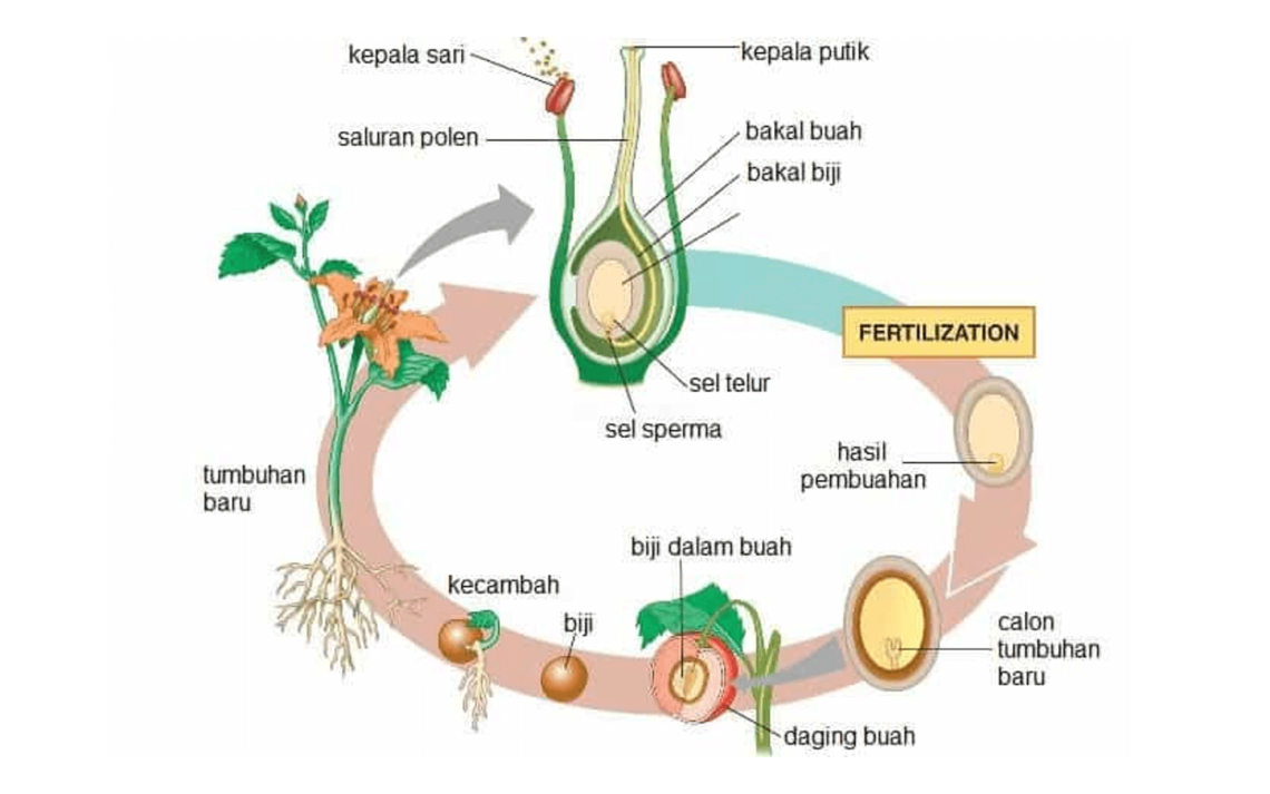 Pengertian Perkembangbiakan Generatif dan Contoh Pada Tumbuhan ...