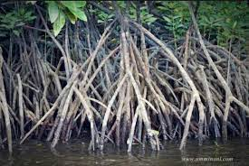 Memahami Pengertian, Jenis-Jenis, dan Fungsi Akar – Gramedia Literasi