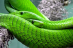 Pengertian Reptil: Ciri-Ciri Hingga Contoh Hewan Reptil – Gramedia Literasi