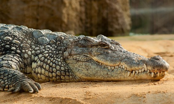 Pengertian Reptil: Ciri-Ciri Hingga Contoh Hewan Reptil – Gramedia Literasi
