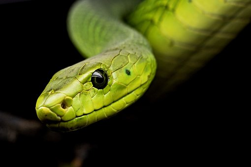 Pengertian Reptil: Ciri-Ciri Hingga Contoh Hewan Reptil – Gramedia Literasi
