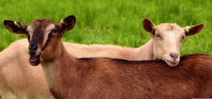 Herbivora Adalah: Pengertian Hingga Macam-Macam Hewannya – Gramedia ...