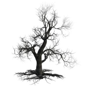 Akar Serabut: Pengertian, Ciri, Jenis, dan Contoh Tanaman Akar Serabut ...