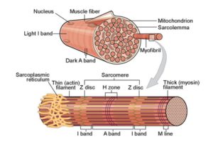 Perbedaan Otot Polos Dan Otot Lurik dan Cara Menjaganya! – Gramedia ...