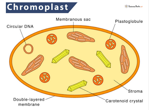 Apa Itu Fungsi Plastida? Pahami Fungsi dan Jenis-Jenis Plastida ...