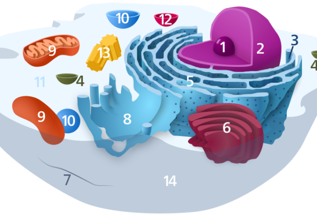 Pengertian Enzim: Struktur, Sifat, dan Faktor yang Mempengaruhinya