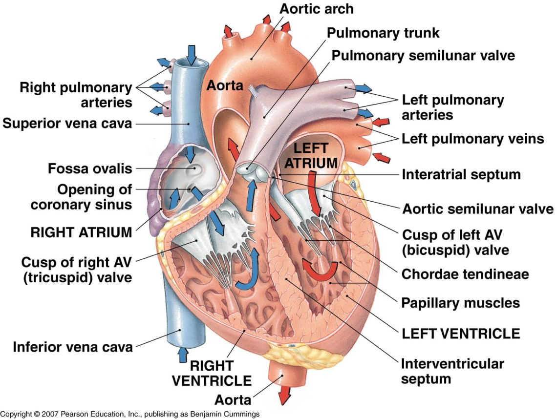 Pahami Anatomi Jantung Lebih Jauh dan Fungsinya – Gramedia Literasi