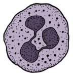 Leukosit Adalah: Fungsi, Jenis, Kadar Normal, dan Penyebab Naik ...