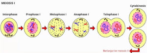 Pembelahan Meiosis: Tujuan, Tahapan, dan Perbedaannya dengan Pembelahan ...