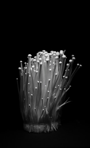 Ciri-Ciri Jamur Hingga Cara Budidayanya – Gramedia Literasi