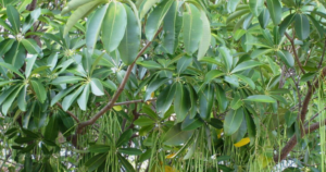 Mengenal Tanaman Pulai: Asal Usul, Manfaat dan Mitos yang Beredar ...