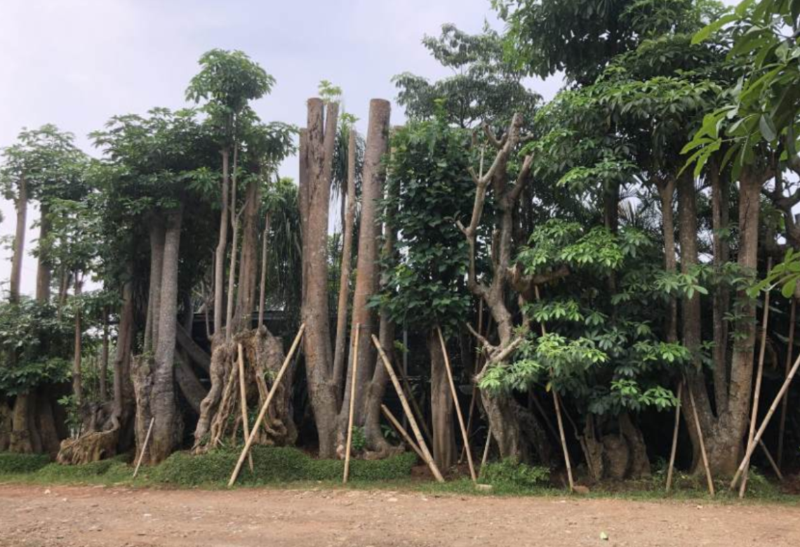 Mengenal Tanaman Pulai: Asal Usul, Manfaat dan Mitos yang Beredar ...