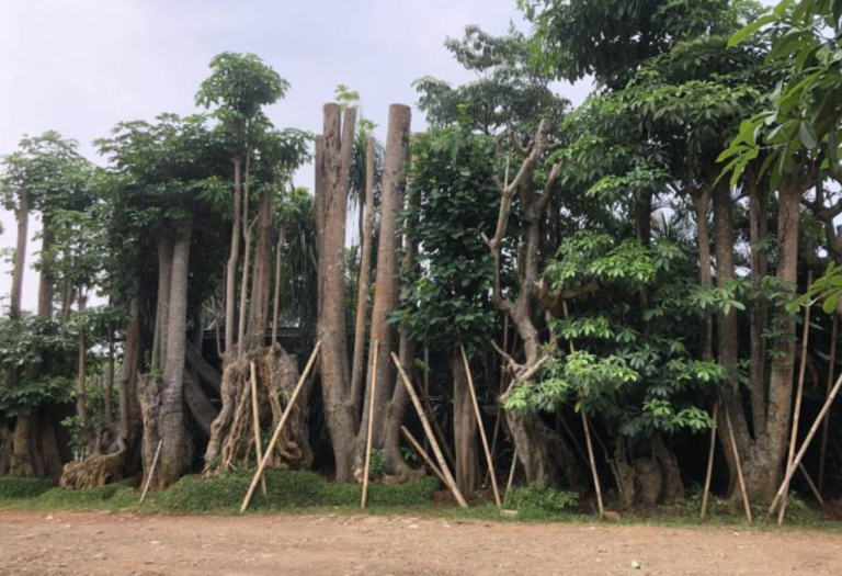 Mengenal Tanaman Pulai: Asal Usul, Manfaat dan Mitos yang Beredar ...
