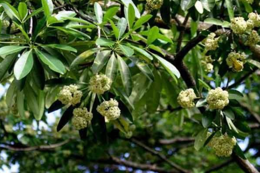 Mengenal Alstonia Scholaris, Si Pohon Ajaib dengan Beragam Manfaat ...