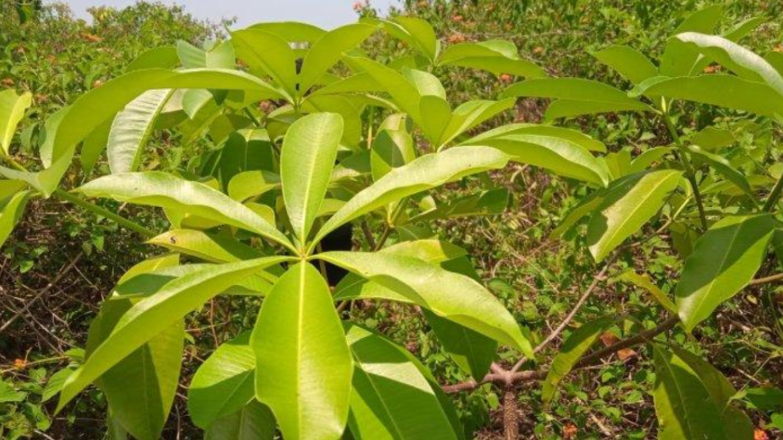 Mengenal Alstonia Scholaris, Si Pohon Ajaib dengan Beragam Manfaat ...