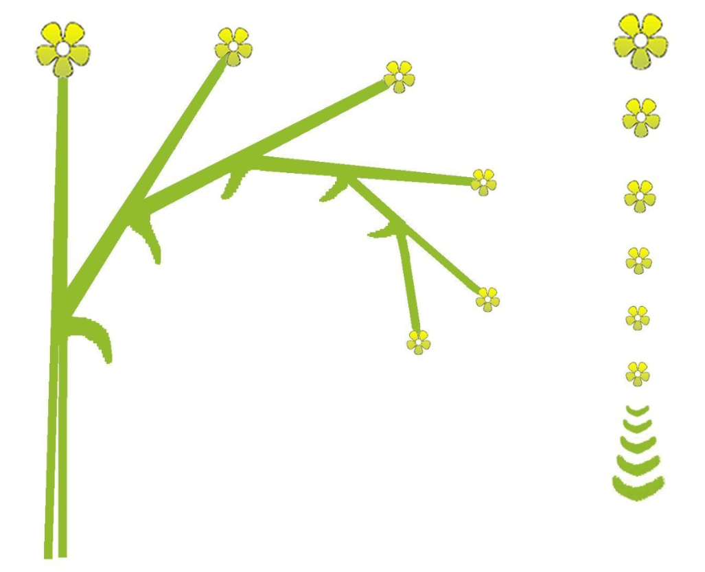 Mengenal Pertumbuhan Simpodial: Pengertian dan Contohnya – Gramedia ...