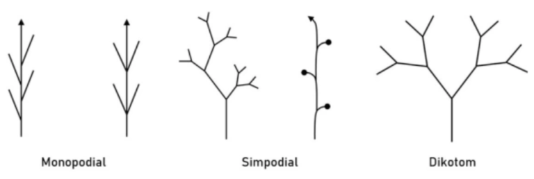 Mengenal Pertumbuhan Simpodial: Pengertian dan Contohnya – Gramedia ...
