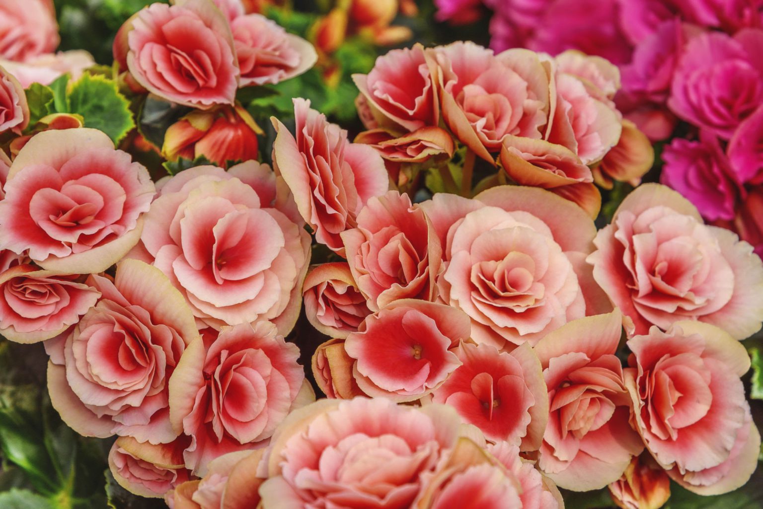 Mengenal Bunga Begonia: Ciri, Jenis, dan Cara Merawatnya – Gramedia ...