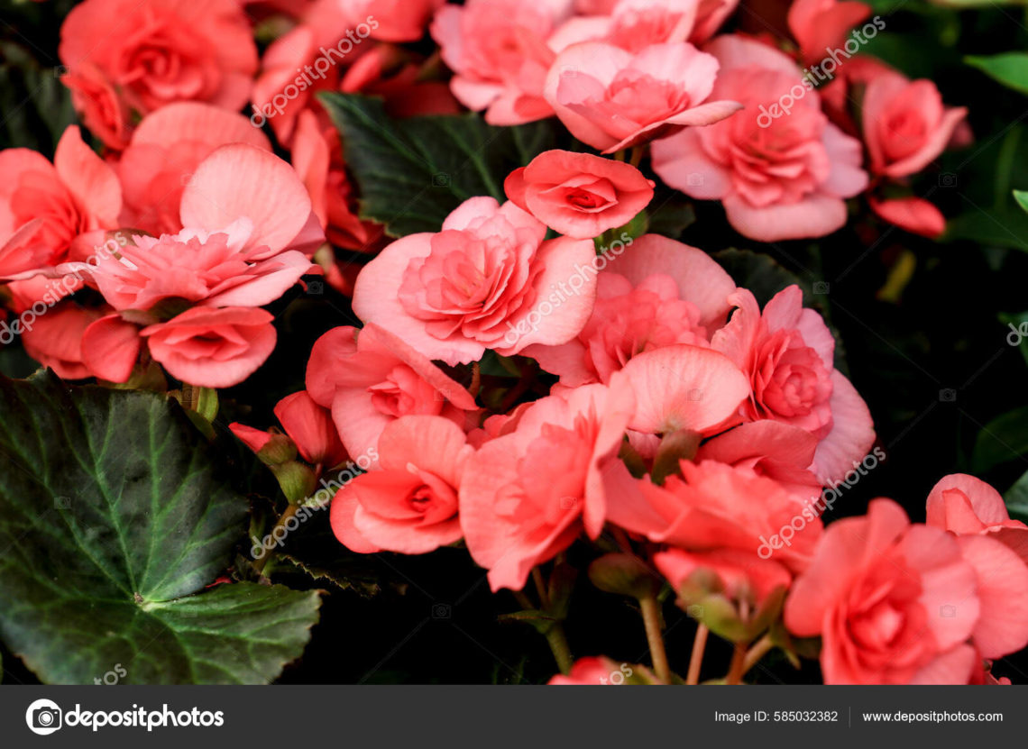 Mengenal Bunga Begonia: Ciri, Jenis, dan Cara Merawatnya – Gramedia ...