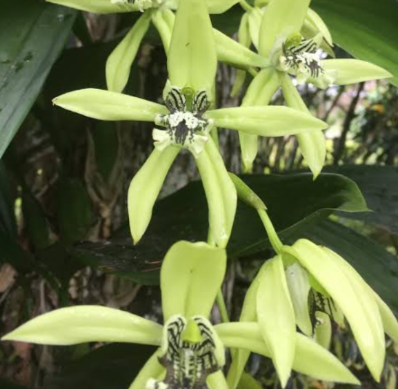 Anggrek Hitam Berasal Dari Mana? Ketahui Jenis-jenis Anggrek Hitam dan ...