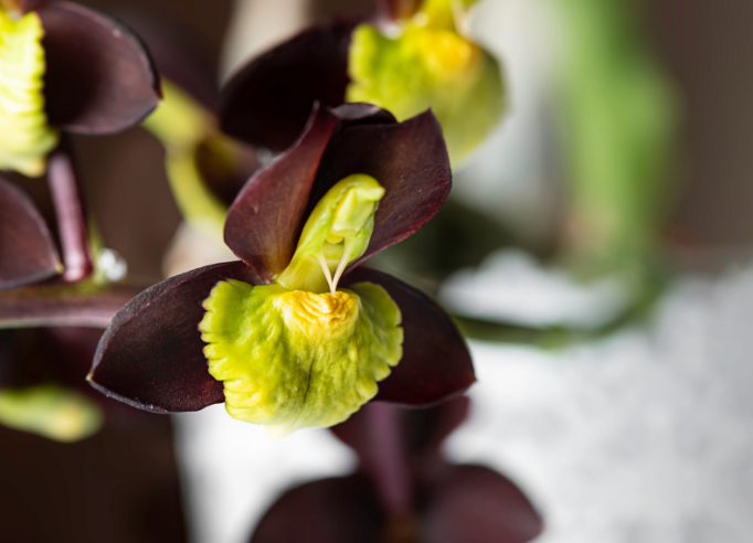 Anggrek Hitam Berasal Dari Mana? Ketahui Jenis-jenis Anggrek Hitam dan ...