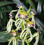 Anggrek Hitam Berasal Dari Mana? Ketahui Jenis-jenis Anggrek Hitam dan ...