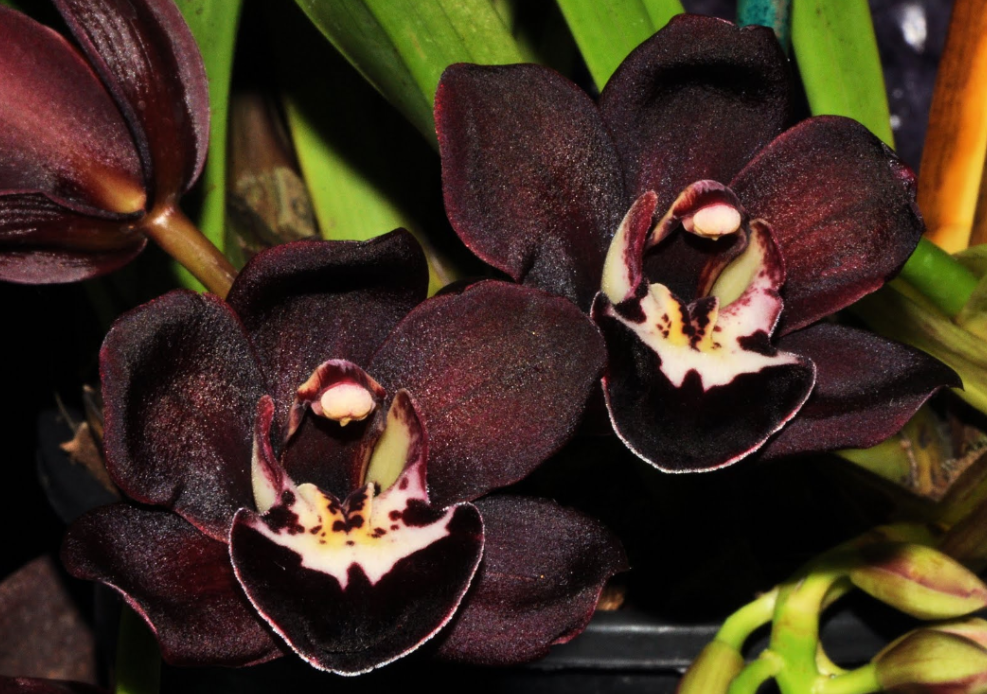 Anggrek Hitam Berasal Dari Mana? Ketahui Jenis-jenis Anggrek Hitam dan ...