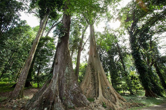 11 Tanaman Khas Indonesia yang Populer Hingga Mancanegara – Gramedia ...