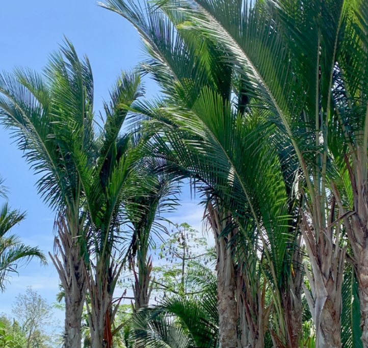 11 Tanaman Khas Indonesia yang Populer Hingga Mancanegara – Gramedia ...