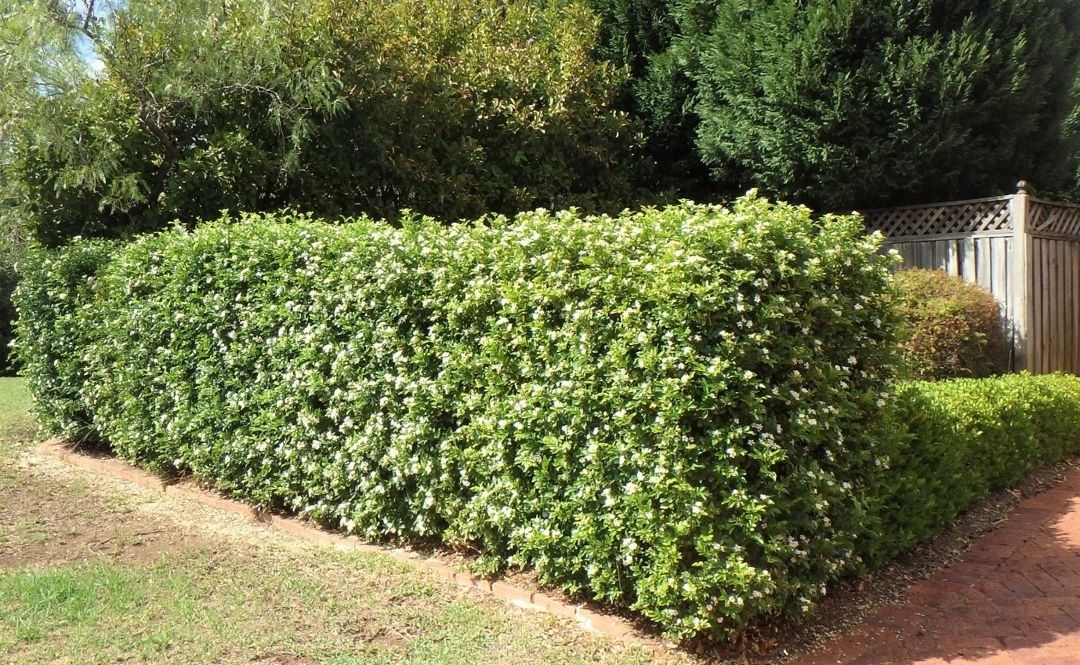 11 Tanaman Khas Indonesia yang Populer Hingga Mancanegara – Gramedia ...