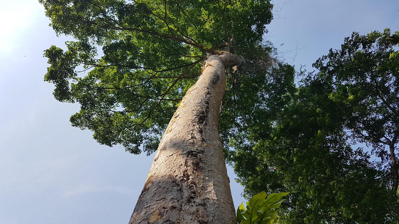 11 Tanaman Khas Indonesia yang Populer Hingga Mancanegara – Gramedia ...