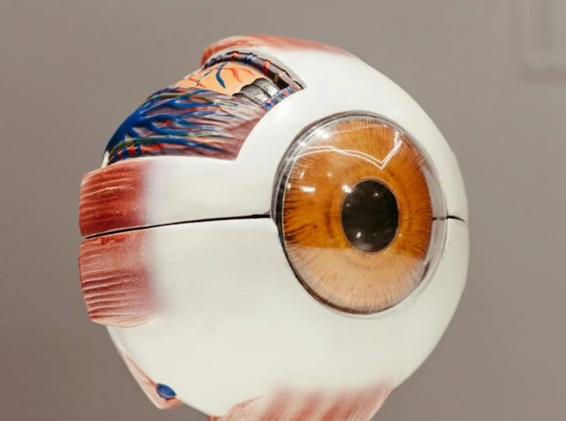 Mengenal Bagian-bagian Mata dan Fungsinya – Gramedia Literasi