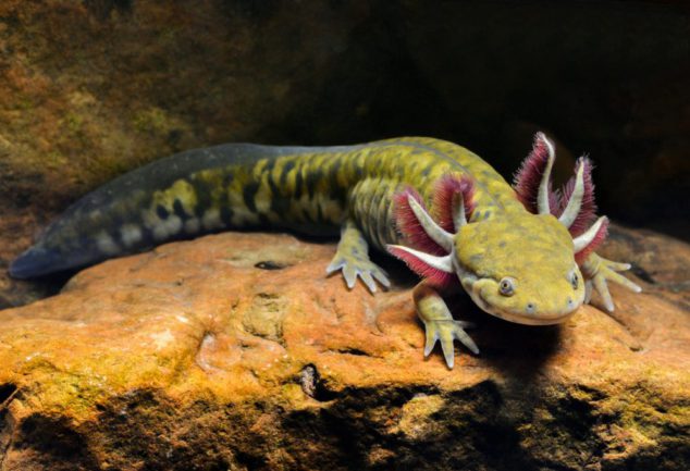 Ciri-ciri Hewan dan Habitatnya Supaya Makin Dekat dengan Alam ...