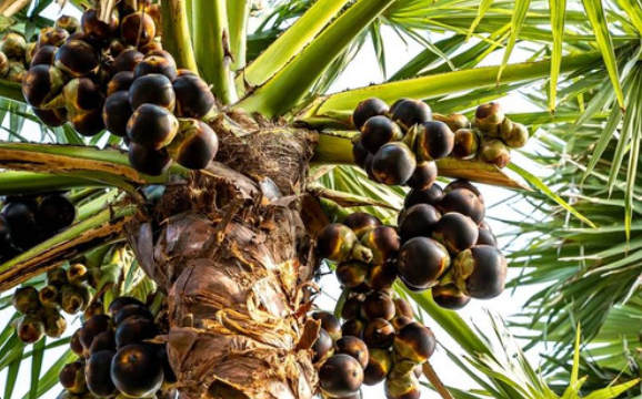 Mengapa Pohon Lontar Dikenal Sebagai ‘Pohon Seribu Manfaat’? – Gramedia Literasi