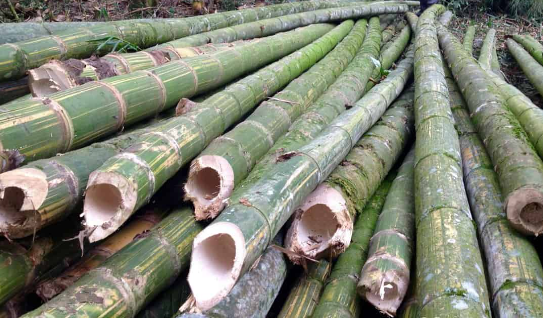 Mengenal Bambu Petung: Keunikan dan Manfaatnya dalam Kehidupan Sehari ...