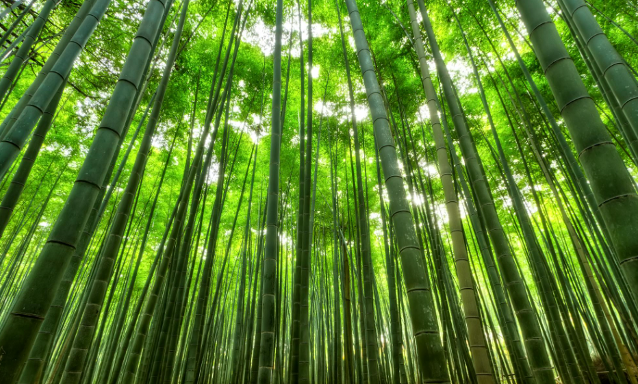 Mengenal Bambu Petung: Keunikan dan Manfaatnya dalam Kehidupan Sehari ...