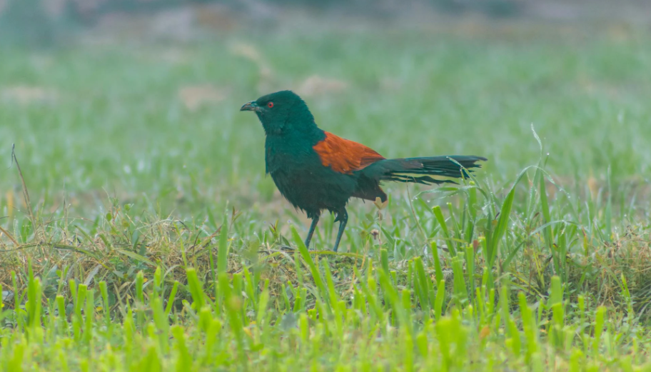 Burung But-But: Si Pemburu Serangga dengan Warna Eksotis – Gramedia ...