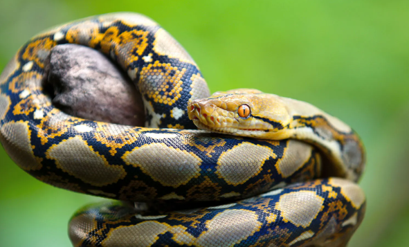 Mengungkap 10 Ular Terbesar di Dunia: Raksasa dari Alam – Gramedia Literasi