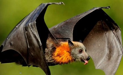 Mengenal 6 Spesies Kelelawar yang Unik dan Menawan – Gramedia Literasi