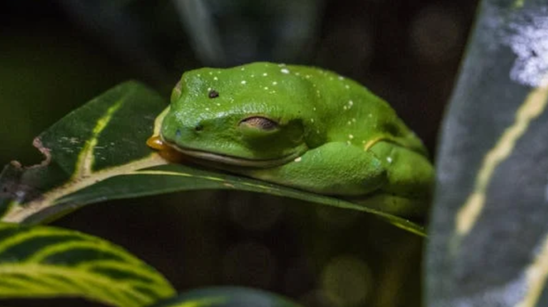 Mengenal Kehidupan Amfibi: Hewan Unik di Dua Alam – Gramedia Literasi